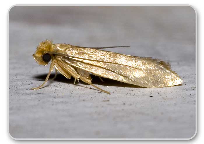 Servizio di Disinfestazione Tarme - Youservice.it