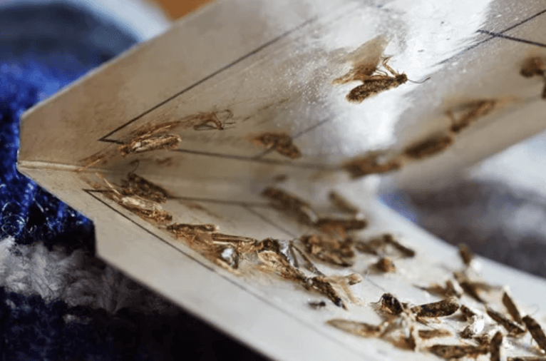 Servizio di Disinfestazione Tarme - Youservice.it