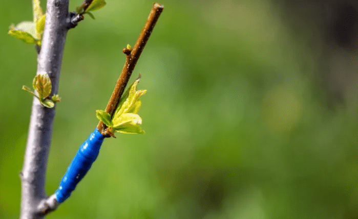 Innesti | Richiedi un preventivo gratuito