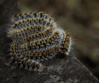 Disinfestazione processionarie ecologica, preventiva e di urgenza